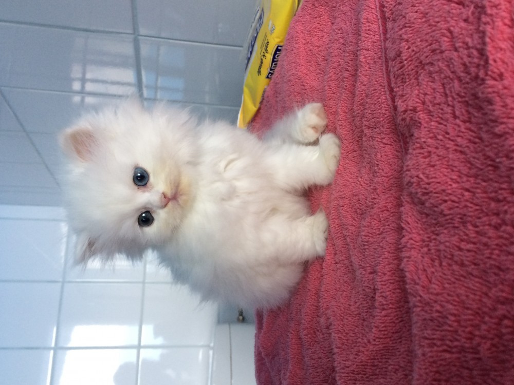 Pisici persane - Pisica de vanzare stoc epuizat - Okazii