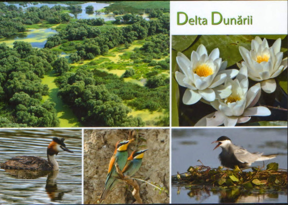 Carte postala necirculata -Pasari din Delta Dunarii,nuferi, Fotografie ...