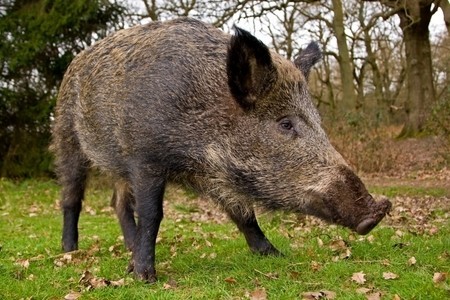 Porc mistret | arhiva Okazii.ro