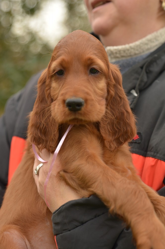 Vand pui de setter irlandez | arhiva Okazii.ro