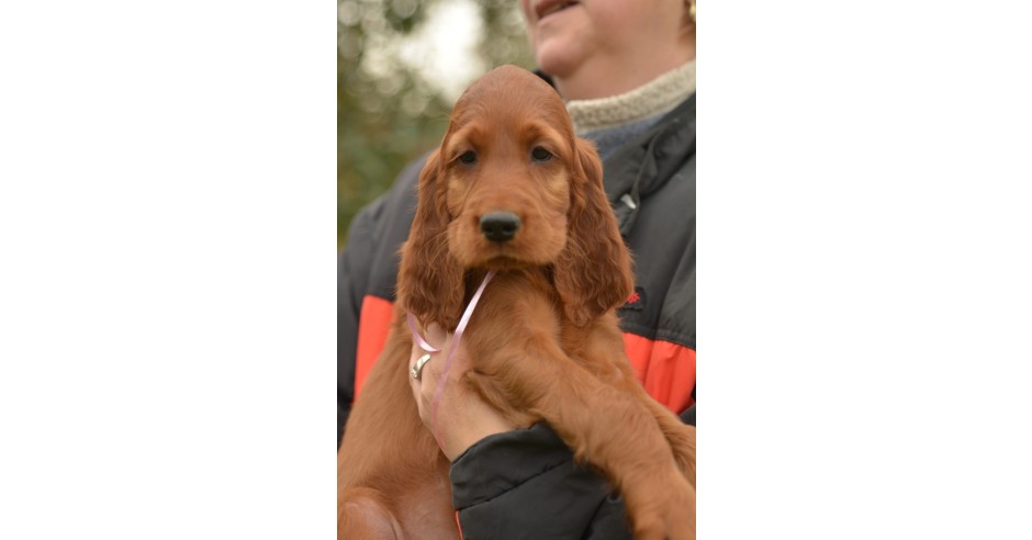 Vand pui de setter irlandez | arhiva Okazii.ro