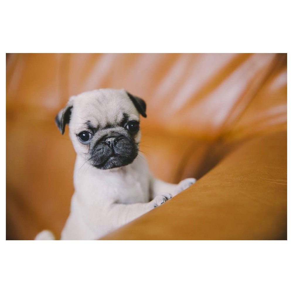 Vand urgent pui mops sau pug | arhiva Okazii.ro