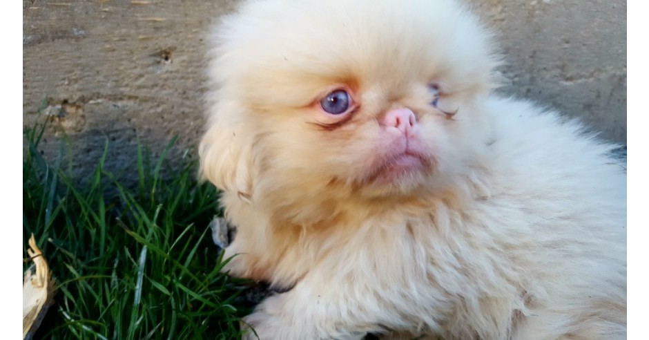 Pechinez imperial | arhiva Okazii.ro