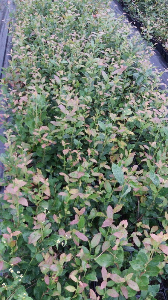 Vand butasi afin de cultura | arhiva Okazii.ro