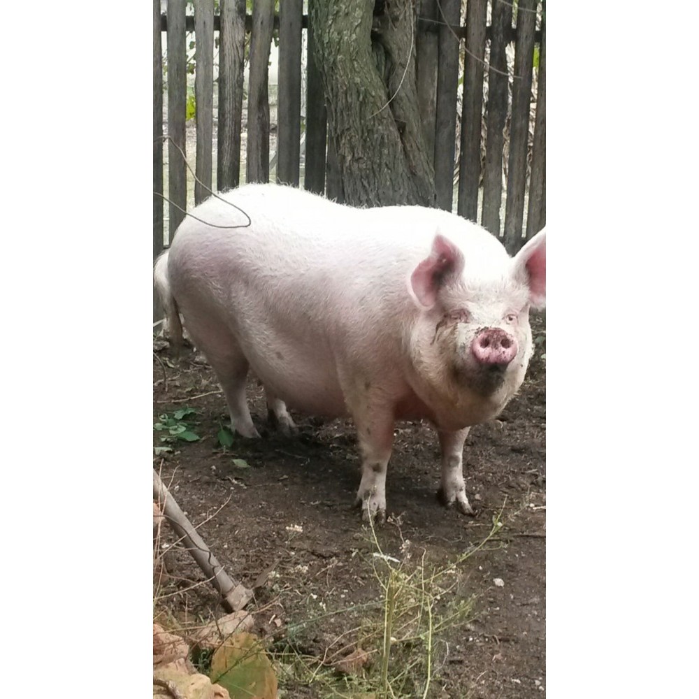 Vand porc Marele Alb - 300 kg | arhiva Okazii.ro