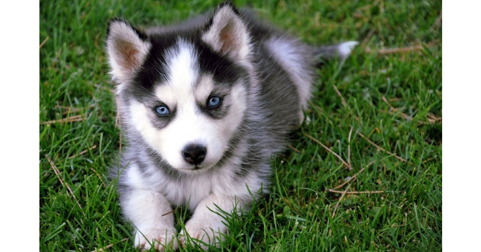 Husky Siberian catei si cateluse superbi cu doi ochi albastri | arhiva ...