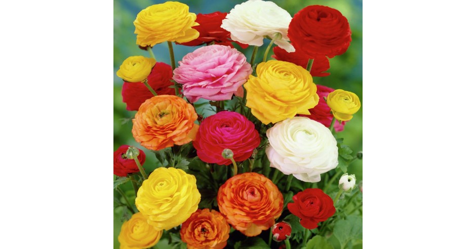 Bulbi RANUNCULUS -Piciorul cocosului cu 6 Ron/10buc | arhiva Okazii.ro