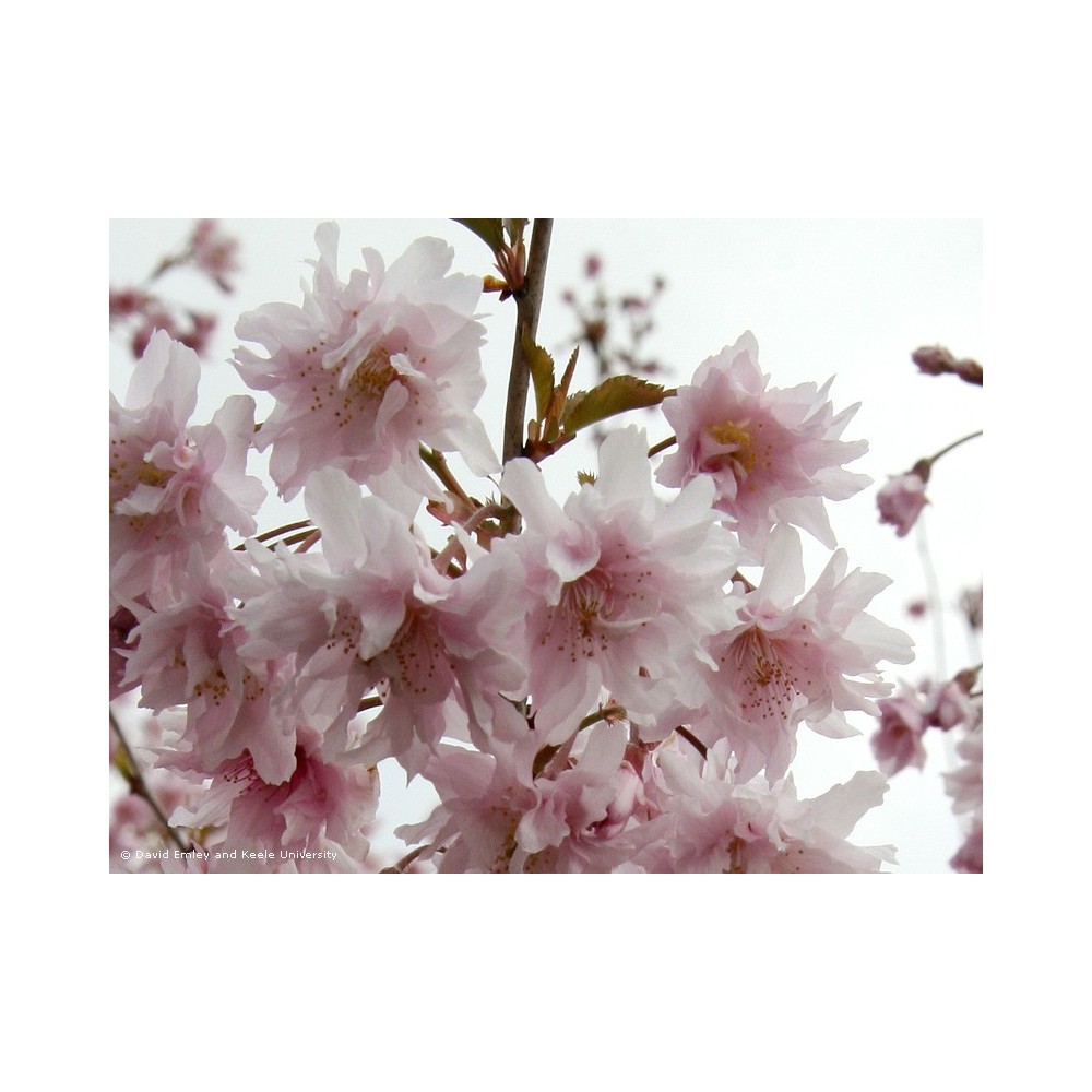Prunus incisa ?Oshidori? - cires japonez roz | arhiva Okazii.ro