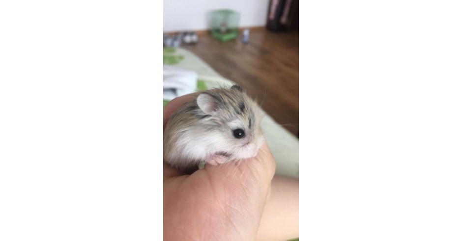 Pui Hamsteri Pitici Rusesti | arhiva Okazii.ro