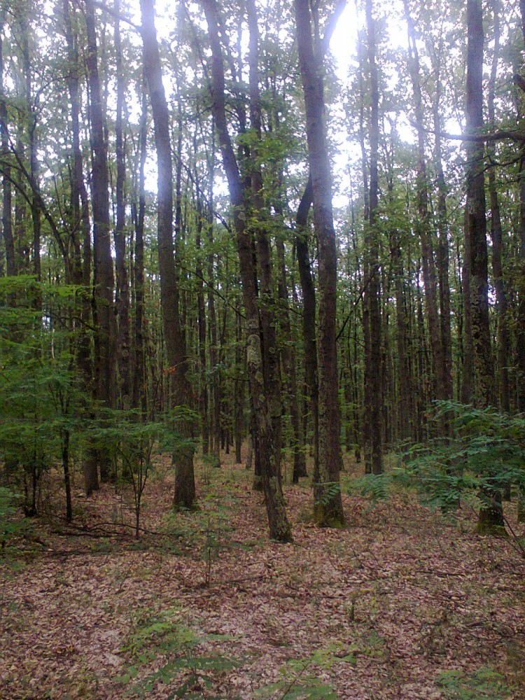 12ha padure de stejar - comuna Victor Vlad Delamarina - Timis | arhiva ...