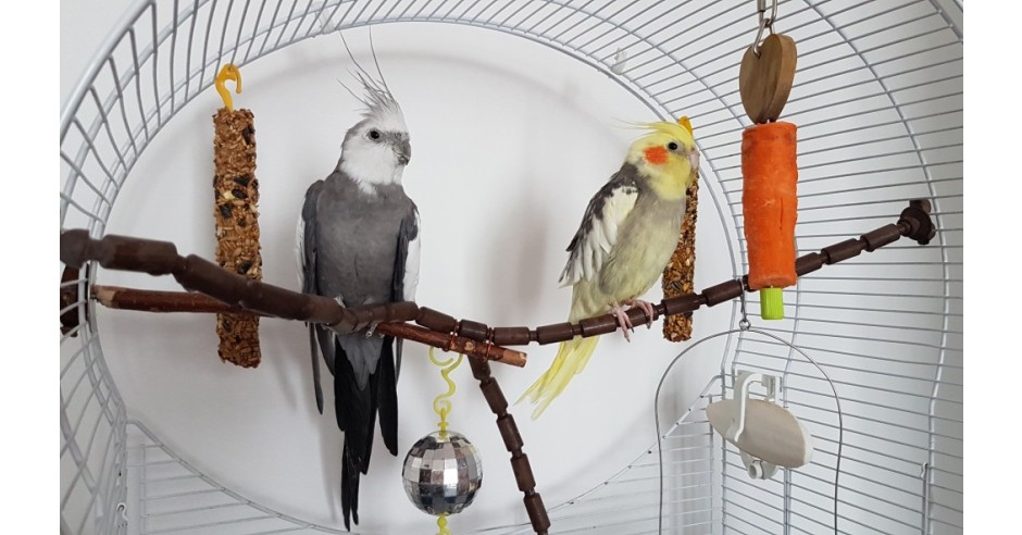 Pereche papagali nimfe + colivie & accesorii | arhiva Okazii.ro