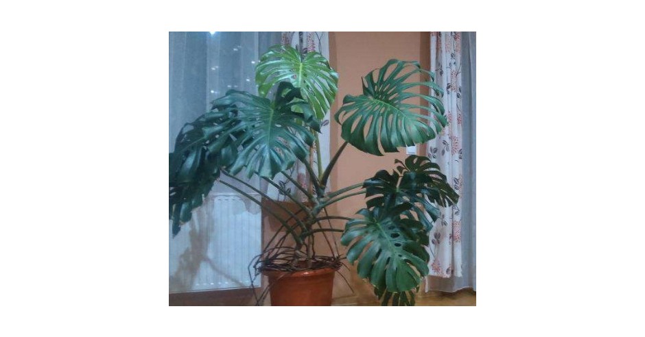 Planta de camera - de vanzare - Filodendron ! | arhiva Okazii.ro