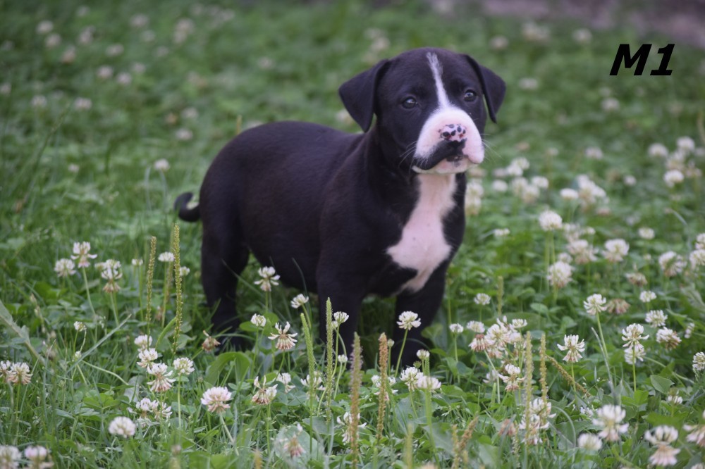 Catelusi de vanzare , rasa deosebita! | arhiva Okazii.ro