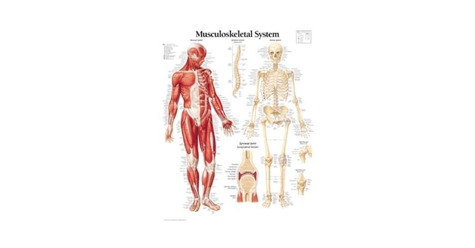 Musculoskeletal System Chart: Wall Chart | arhiva Okazii.ro