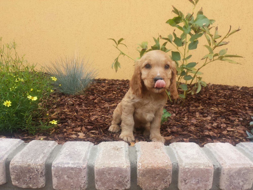 Vand catei Cocker Spaniel aurii | arhiva Okazii.ro