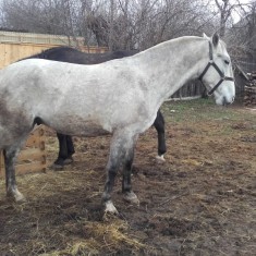 Cai De Vanzare - preturi de la 1140 Lei | Okazii.ro