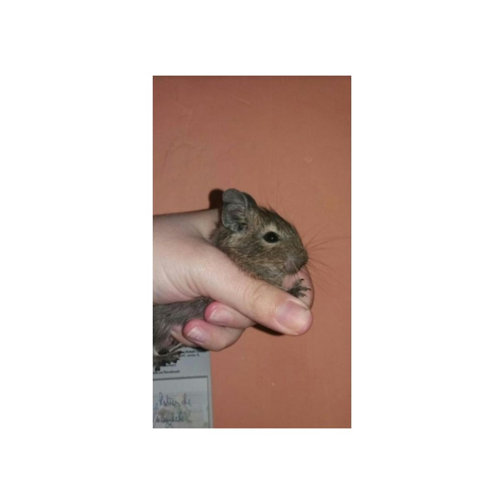 Veverita Degu 50 lei | arhiva Okazii.ro