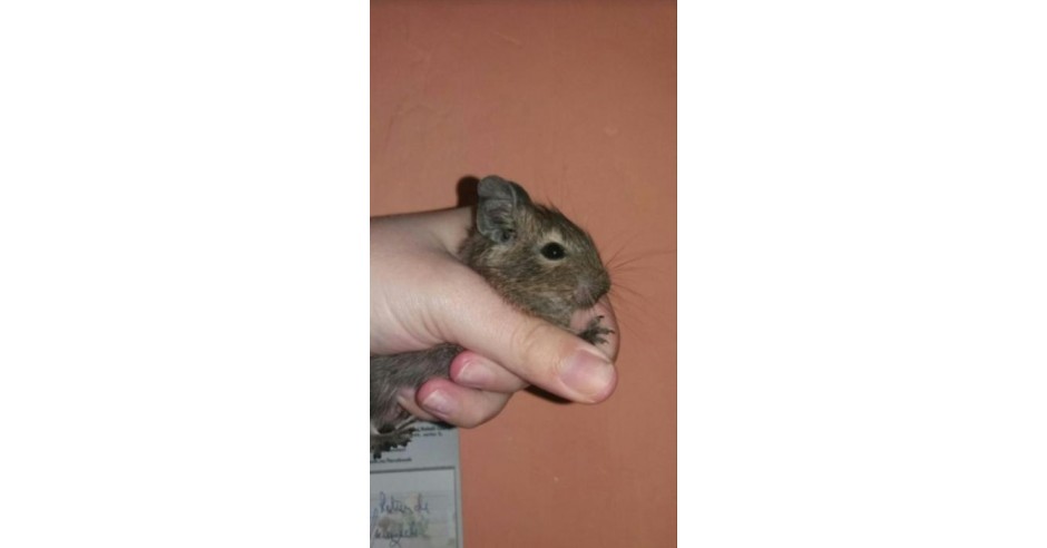 Veverita Degu 50 lei | arhiva Okazii.ro