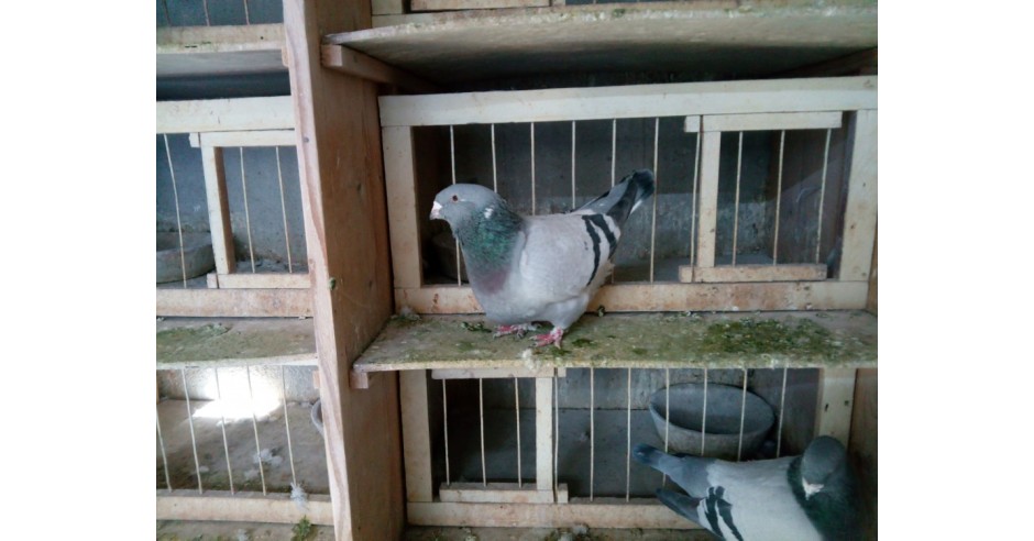 Vanzare Porumbei Standard Bujori Albastri Argintii,Baltati | arhiva ...