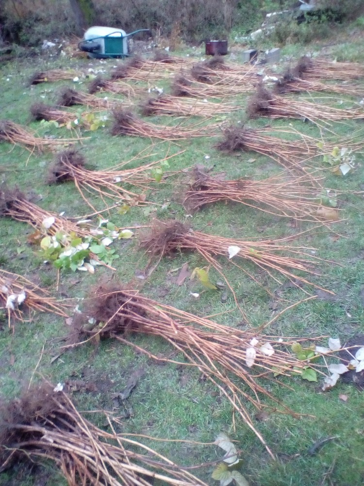 Drajoni - butasi zmeura diferite soiuri | arhiva Okazii.ro