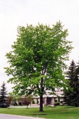 Acer saccharinum ? artar argintiu | arhiva Okazii.ro