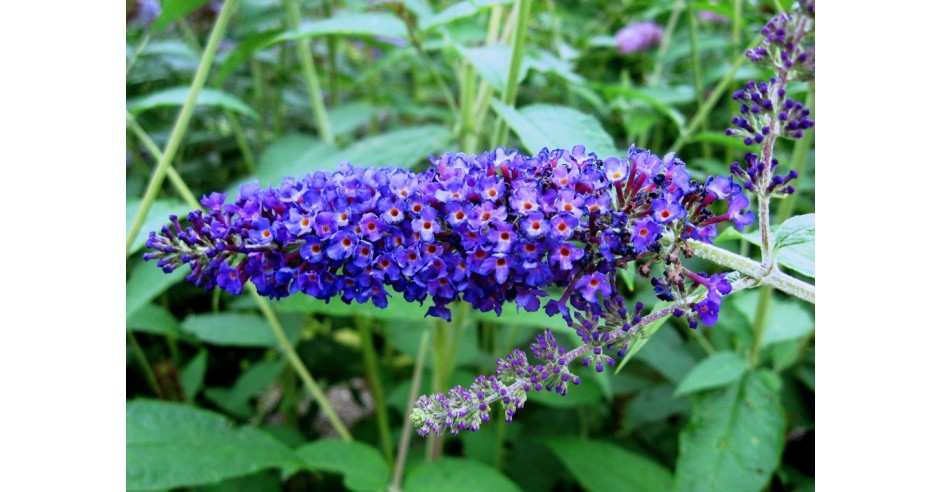 Buddleja Davidii ?Empire Blue? - liliac de vara albastru | arhiva Okazii.ro