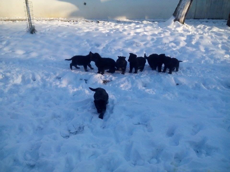 Vand catel rasa ciobanesc alsacian lup negru - Caini stoc epuizat - Okazii