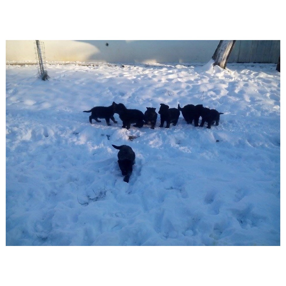 vand catel rasa ciobanesc alsacian lup negru | arhiva Okazii.ro