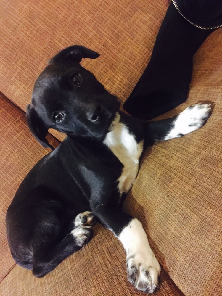 vand pui amstaff 2 luni | arhiva Okazii.ro