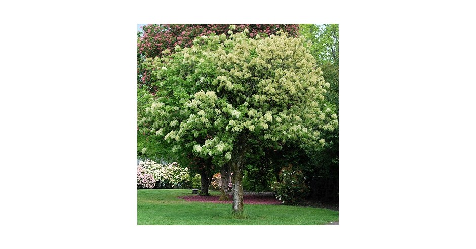 Fraxinus ornus - Frasin, mojdrean | arhiva Okazii.ro