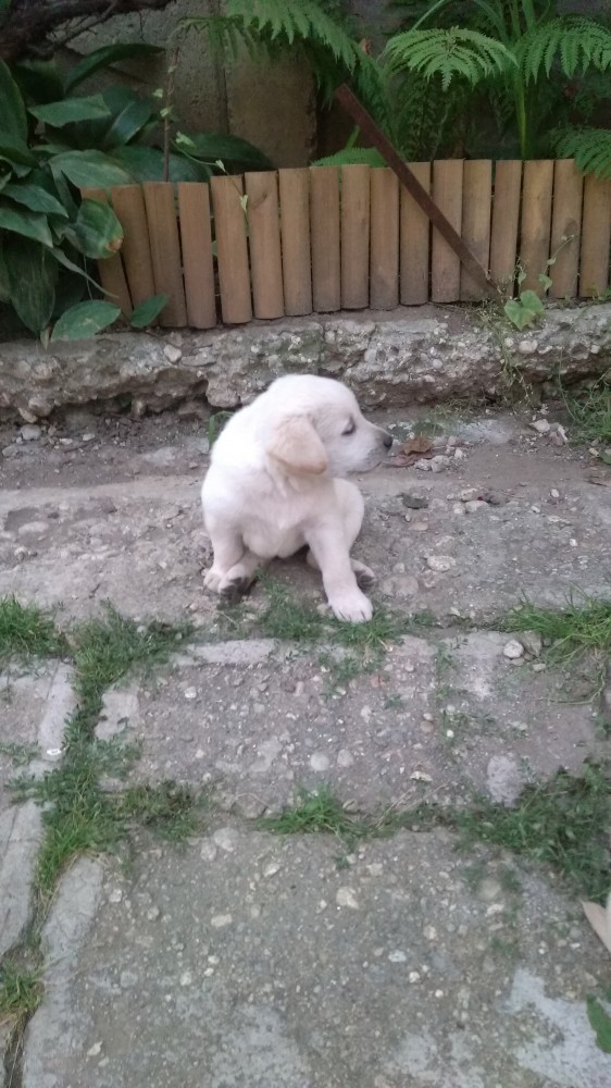 Pui labrador auriu Sibiu | arhiva Okazii.ro