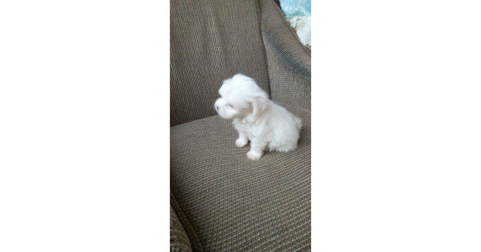 pui bichon maltez | arhiva Okazii.ro