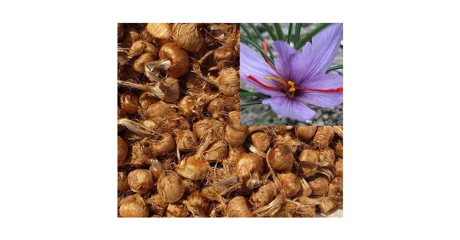 Bulbi sofran 16 bucati pentru flori si condiment | arhiva Okazii.ro