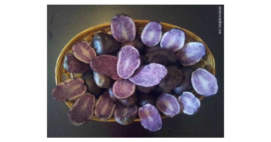 Vand cartofi mov-albastri, soiul Blue Congo, soi superior de cartofi ...