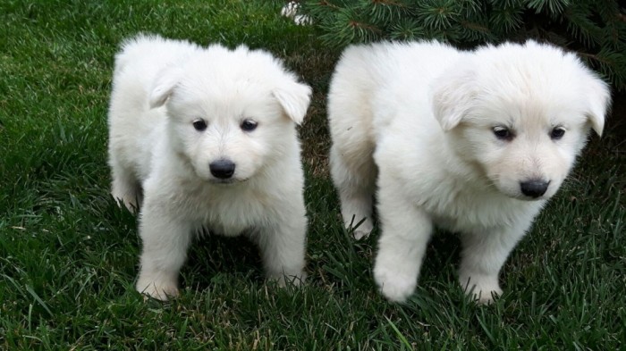 Pui lup alb elvetian | arhiva Okazii.ro