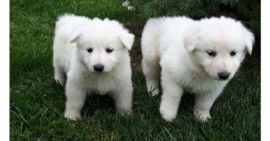 Pui lup alb elvetian | arhiva Okazii.ro