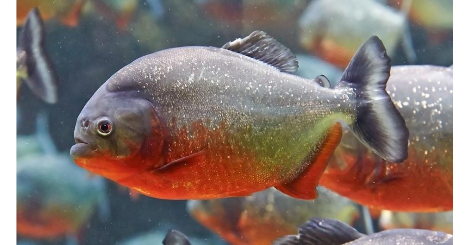 Piranha de vanzare / Pesti Pirania | arhiva Okazii.ro