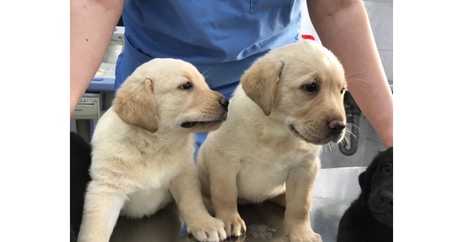 Pui Labrador Femela | arhiva Okazii.ro