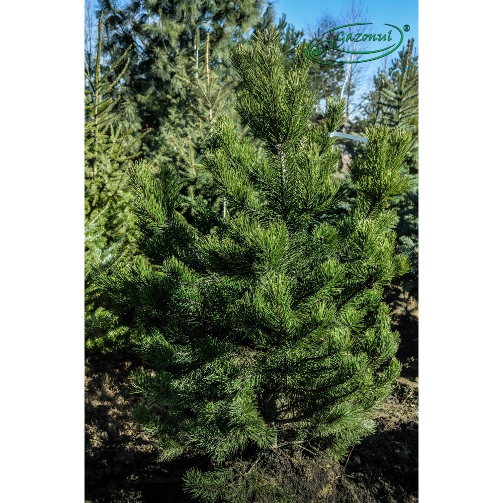 Pin negru - Pinus nigra | arhiva Okazii.ro
