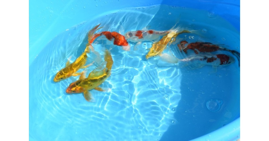 Vanzare pesti ornamentali Crap KOI ButterFLY 13-15cm. TerraCars ...