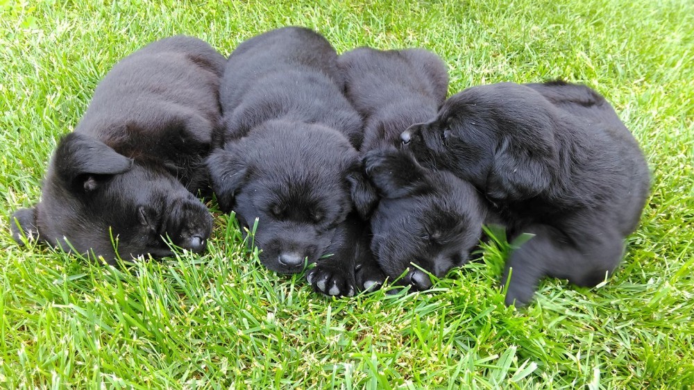 Vand pui de labrador negru | arhiva Okazii.ro