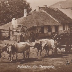 Caruta - Cumpara cu incredere de pe Okazii.ro.