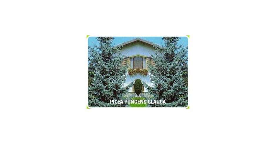 SEMINTE MOLID ARGINTIU, BRAD ARGINTIU - PICEA PUNGENS VAR. GLAUCA 100 ...