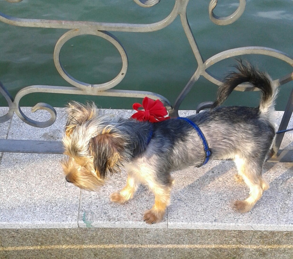 Catel pui yorkshire terrier toy 100%, 5 luni ( mascul) | arhiva Okazii.ro