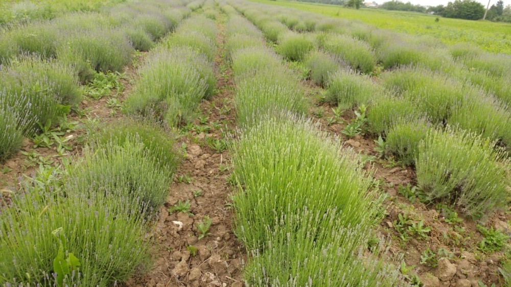 Tufa matura de Lavanda | arhiva Okazii.ro
