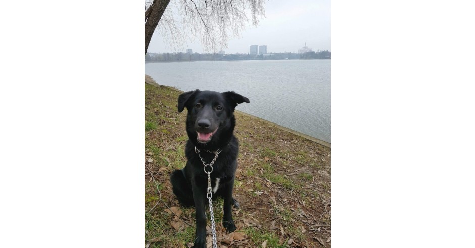 Donez Caine Lup Canadian 9 luni | arhiva Okazii.ro