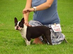 Catei Boston Terrier Boston Bulldog | arhiva Okazii.ro