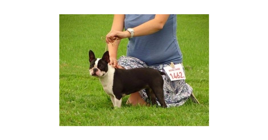 Catei Boston Terrier Boston Bulldog | arhiva Okazii.ro