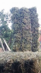 Baloti de lucerna si iarba grasa,an 2018 | arhiva Okazii.ro