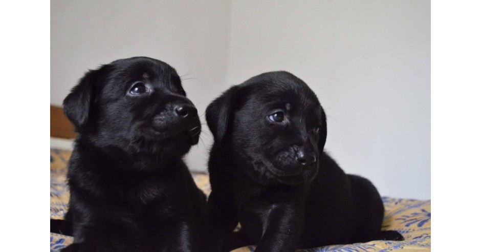 Pui Labrador Retriver negru cu pedigree ( rasa pura) | arhiva Okazii.ro
